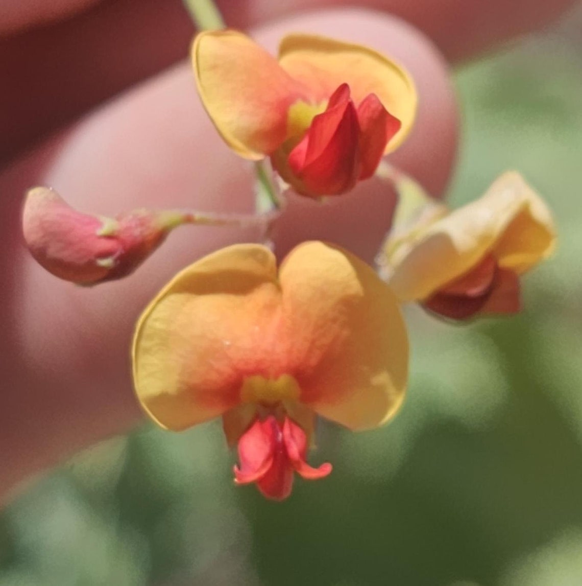 Bladderpod Native Seeds (sesbania Vesicaria) Riverhemp, Bagpod - Wet ...