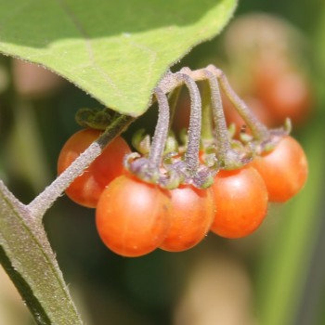 Otricoli Orange Berry Rare Seeds solanum Nigrum, Rare Orange Edible ...