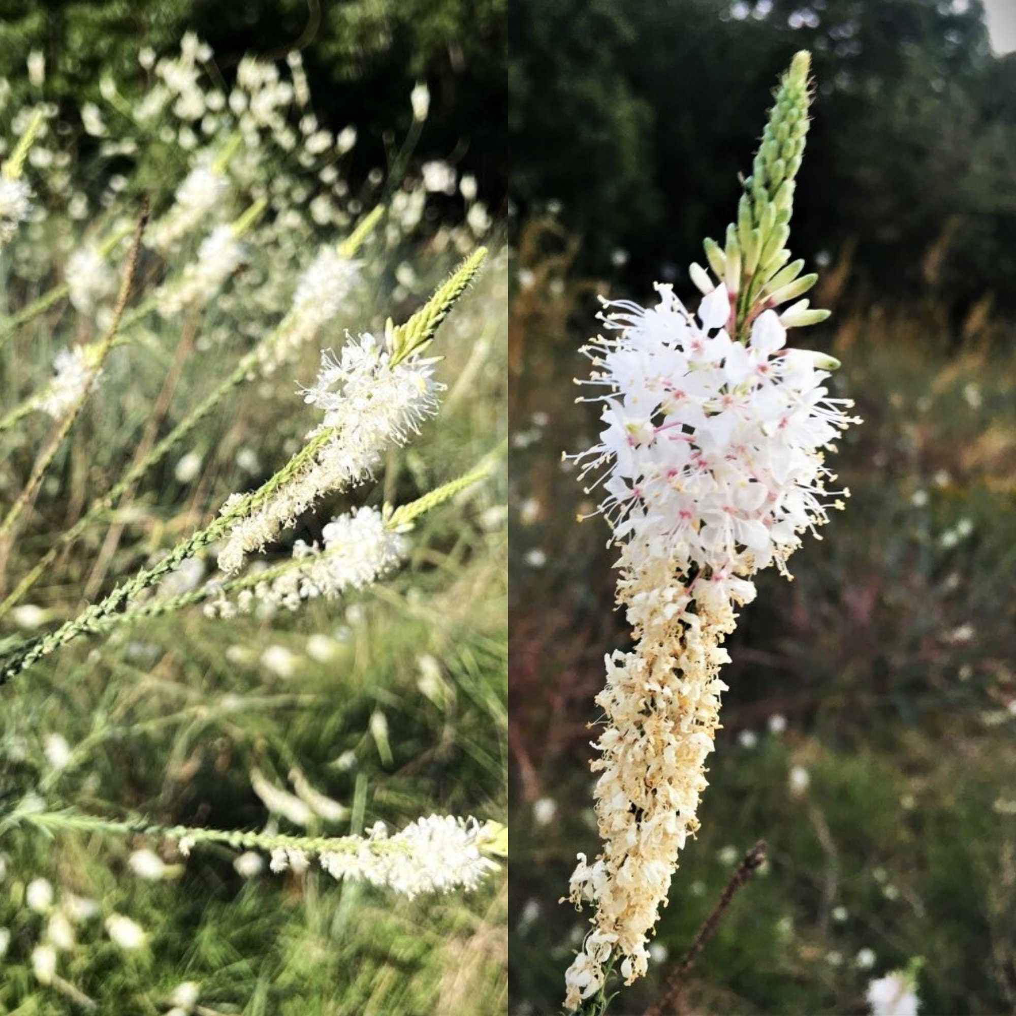 False Guara Rare Native Seeds (oenothera Glaucifolia) Evening Primrose ...