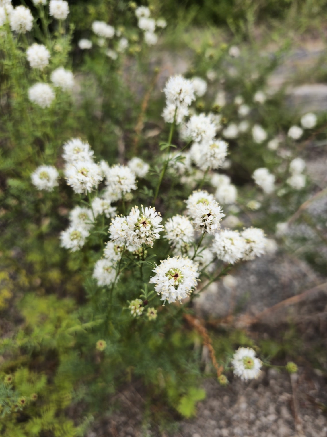 Roundhead Prairie Clover Seeds (dalea Multiflora) Drought Tolerant ...