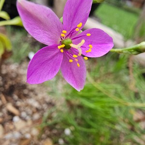 Prairie Fame Flower Rare Seeds - Phemeranthus Rugospermum - Rare ...