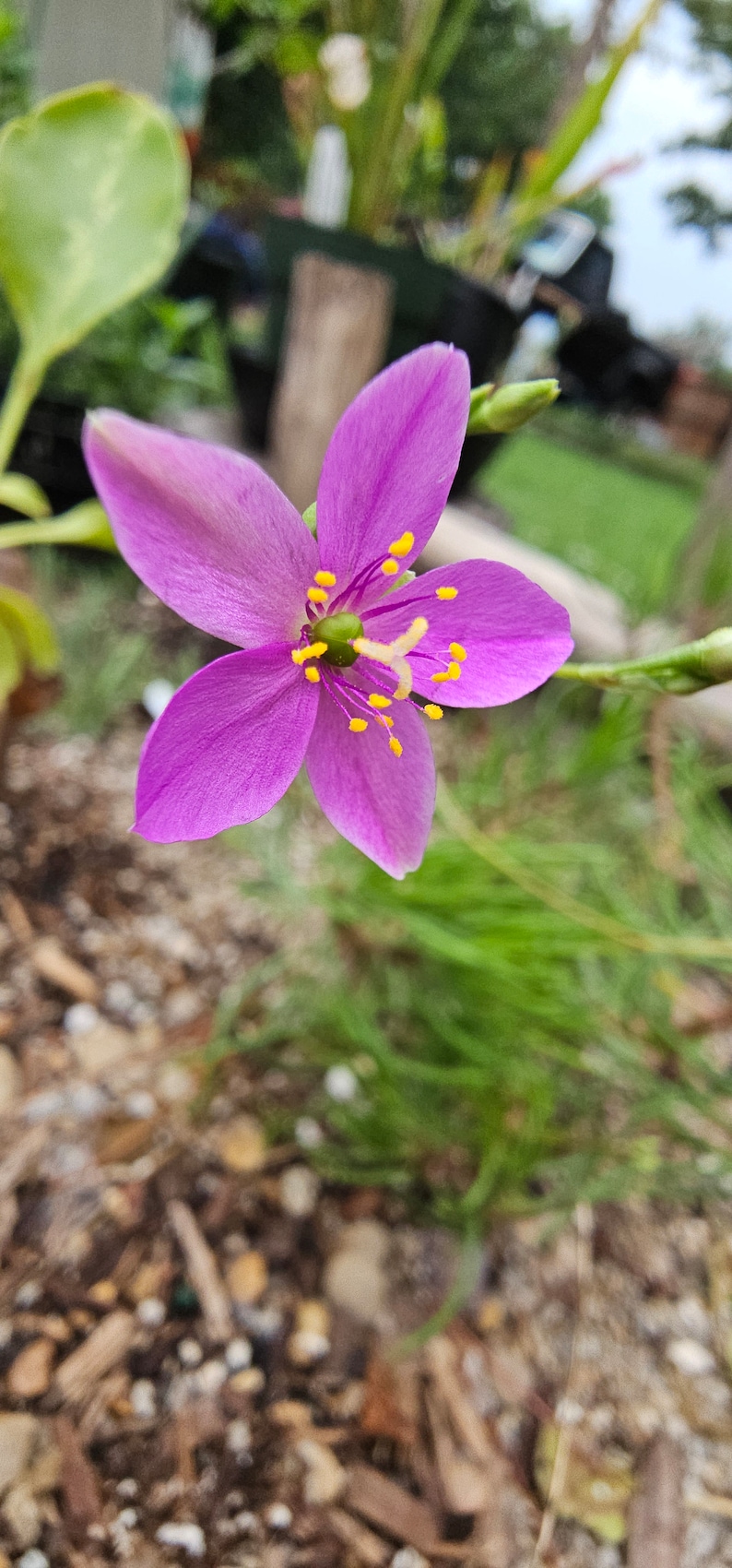 Prairie Fame Flower Rare Seeds - Phemeranthus Rugospermum - Rare ...