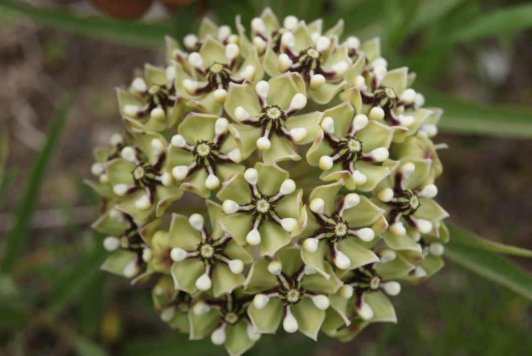Antelope Horns Milkweed Native Seeds asclepias Asperula Spider Milkweed ...