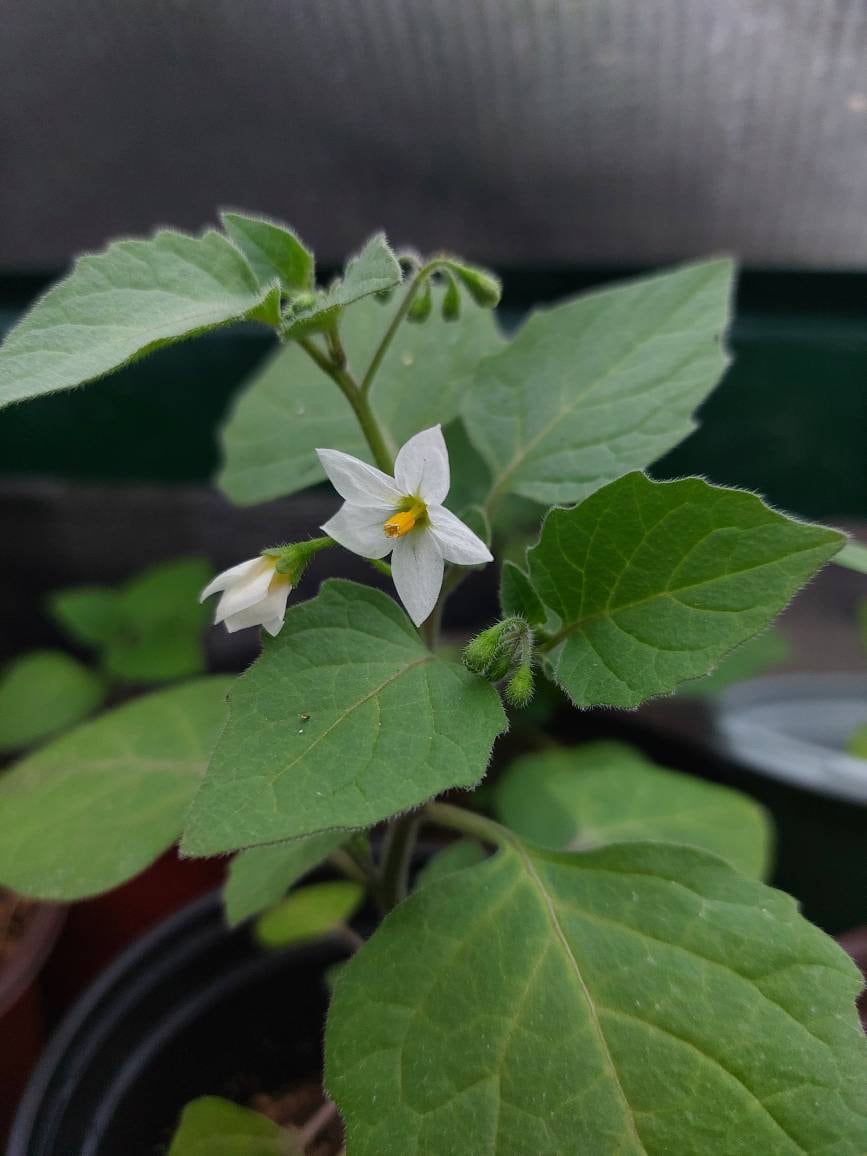 Garden Huckleberry Rare Seeds solanum Melanocerasum, 'german Blackberry ...