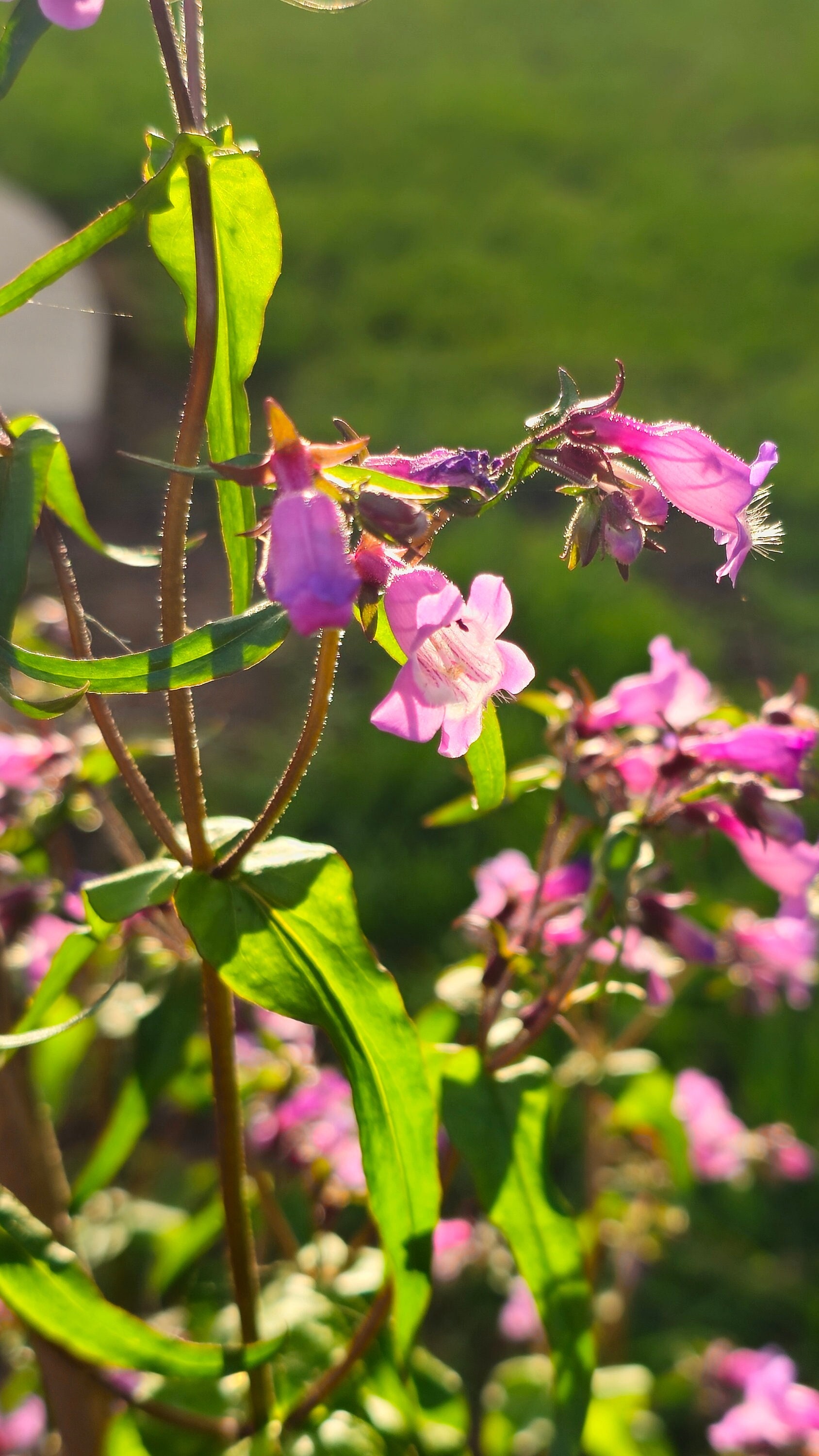 Brazos Penstemon Live Plants, Seeds - (penstemon Tenuis) - Gulf Coast ...