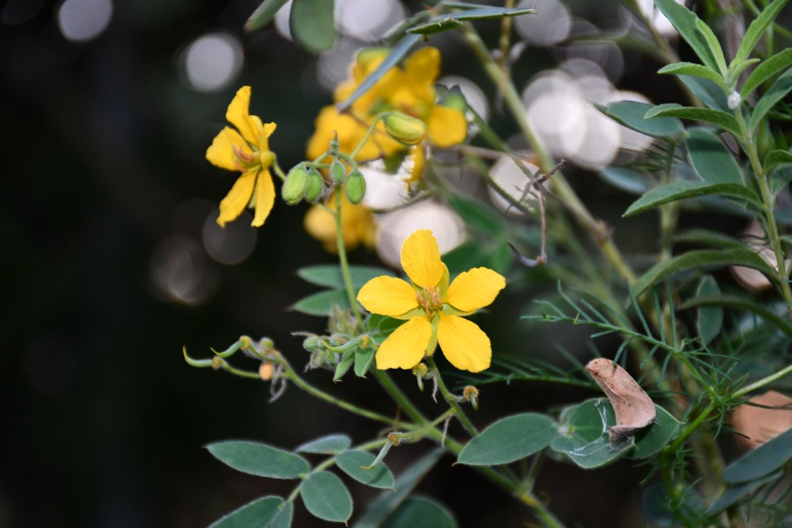 Velvet Leaf Senna Seeds (senna Lindheimeri) Native Texas Shrub - Etsy