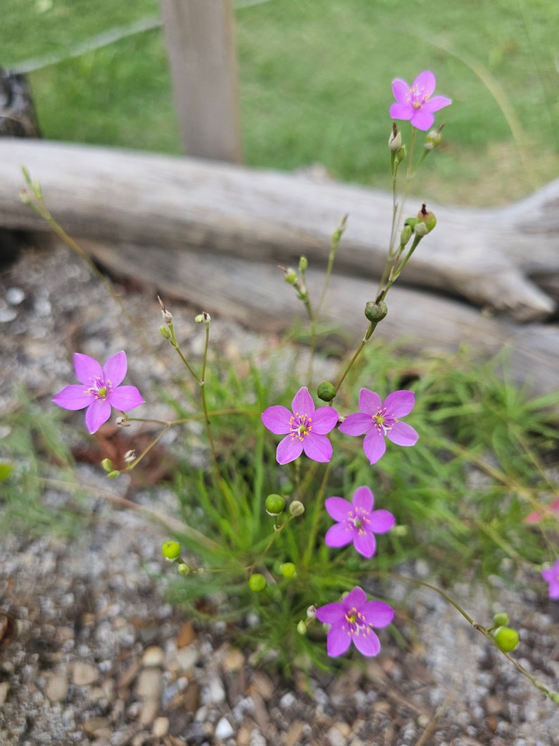 Prairie Fame Flower Rare Seeds - Phemeranthus Rugospermum - Rare ...