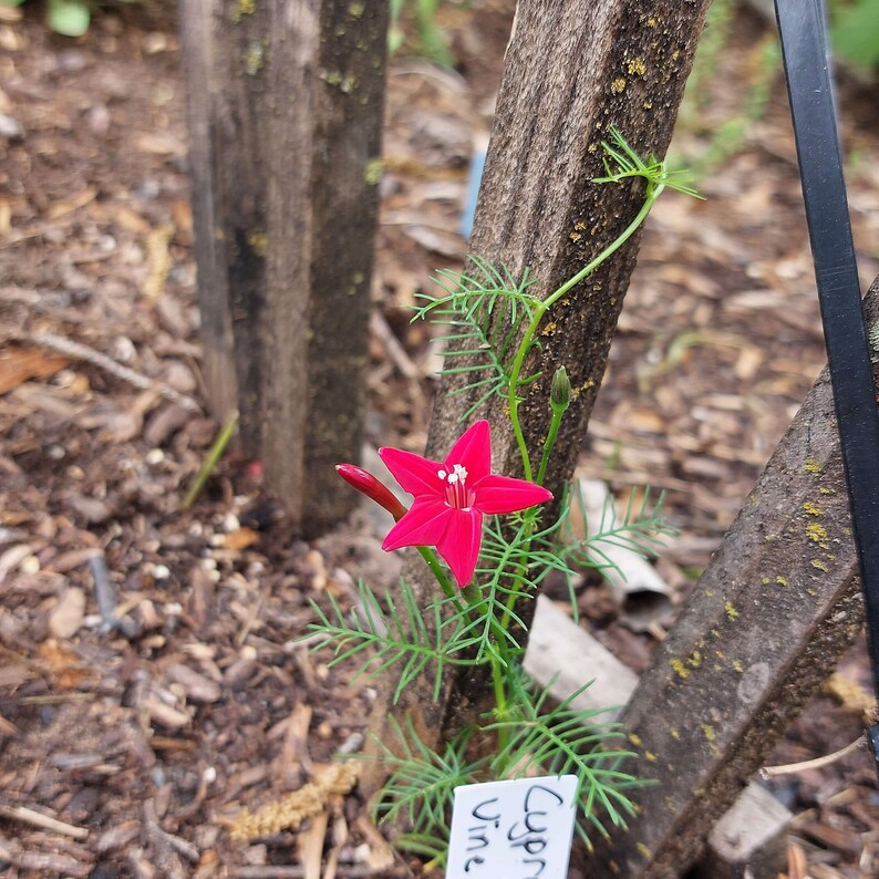 Rare Red Maiden's Feather Cypress Vine, Cardinal Creeper, Unique ...