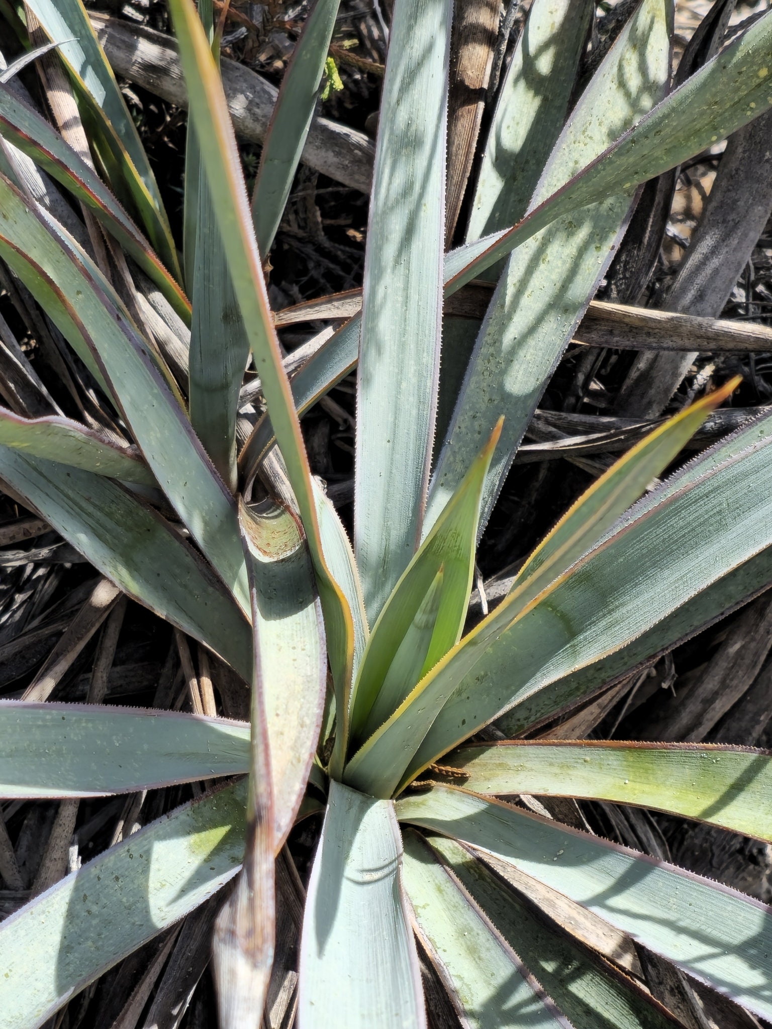 Texas Blue Yucca Seeds (yucca Pallida) Native Endemic Pale Yucca, Pale ...