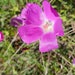Tall Poppy Mallow Native Seeds (callirhoe Leiocarpa) Woodland & Prairie ...