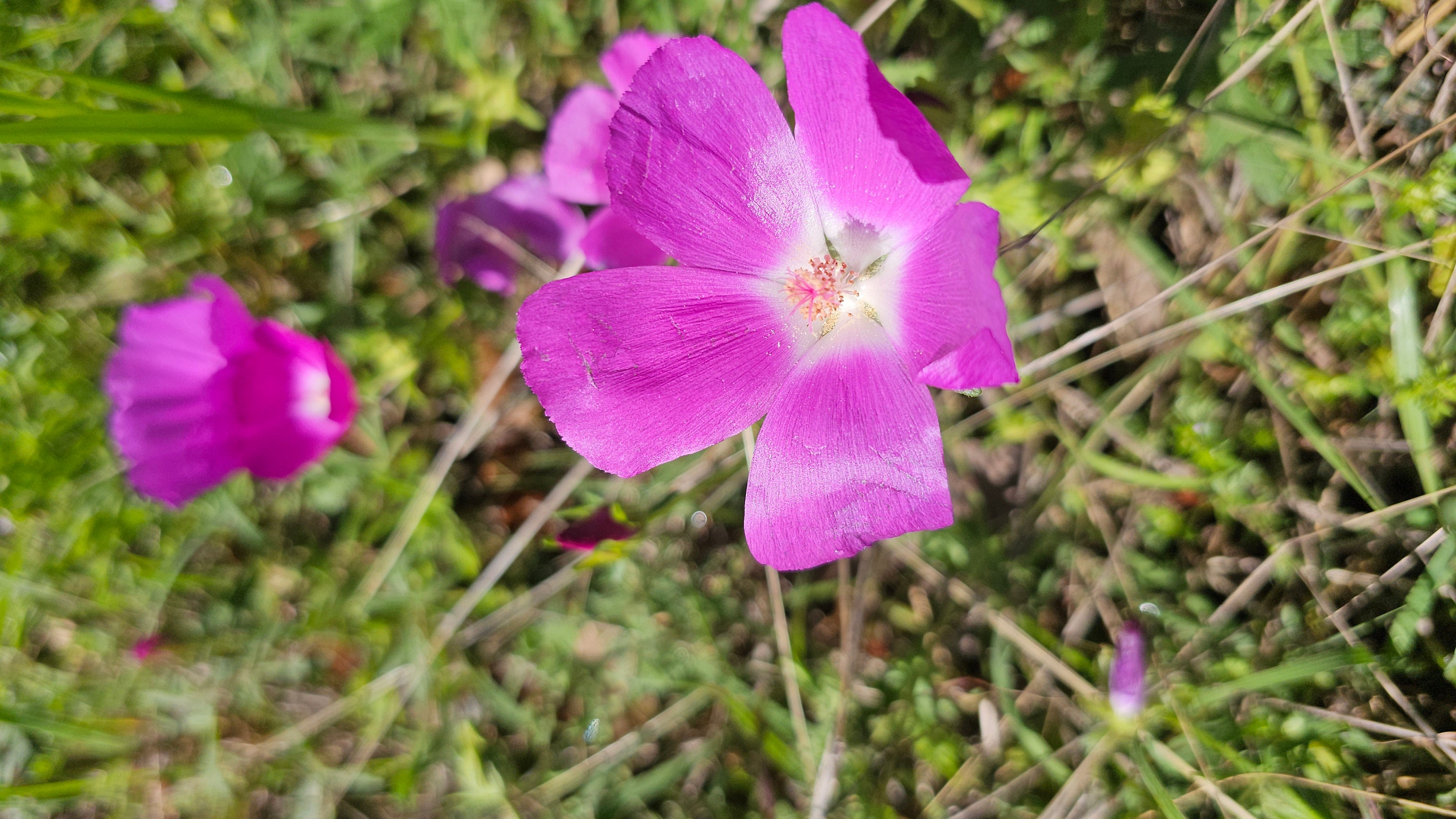 Tall Poppy Mallow Native Seeds (callirhoe Leiocarpa) Woodland & Prairie ...