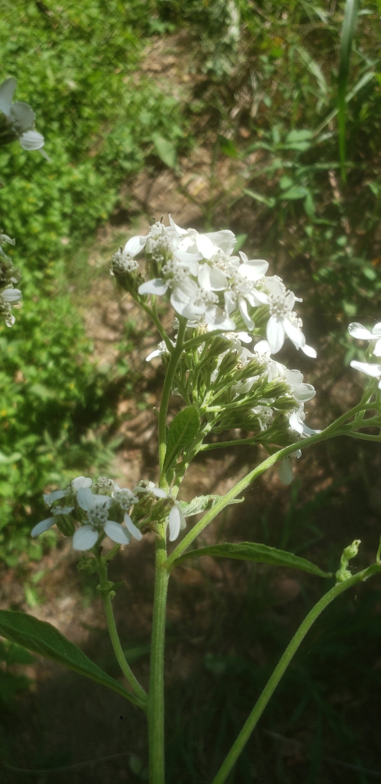 Native Frostweed 30 Seeds UNIQUE Ice Stems Verbesina Virginica, White ...
