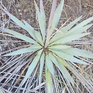 Texas Blue Yucca Seeds (yucca Pallida) Native Endemic Pale Yucca, Pale ...
