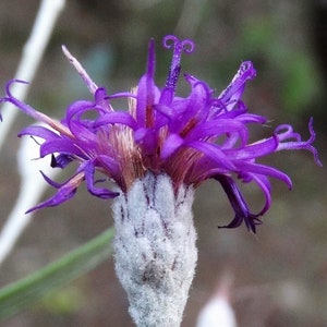 Texas Woolly Ironweed Rare Seeds | Hardy Native, Drought Tolerant ...