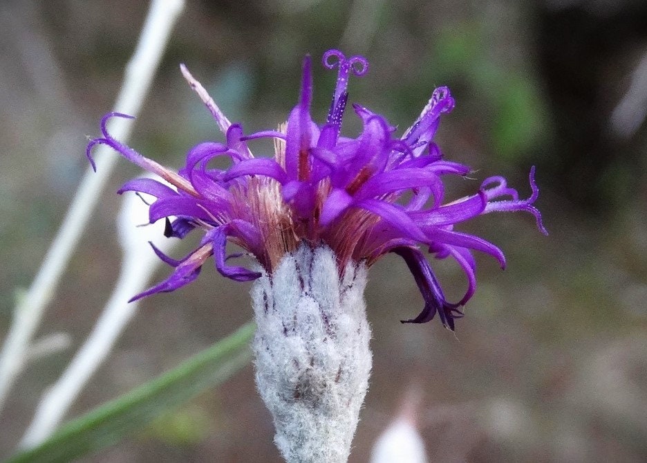 Texas Woolly Ironweed Rare Seeds Hardy Native, Drought Tolerant, Silver ...