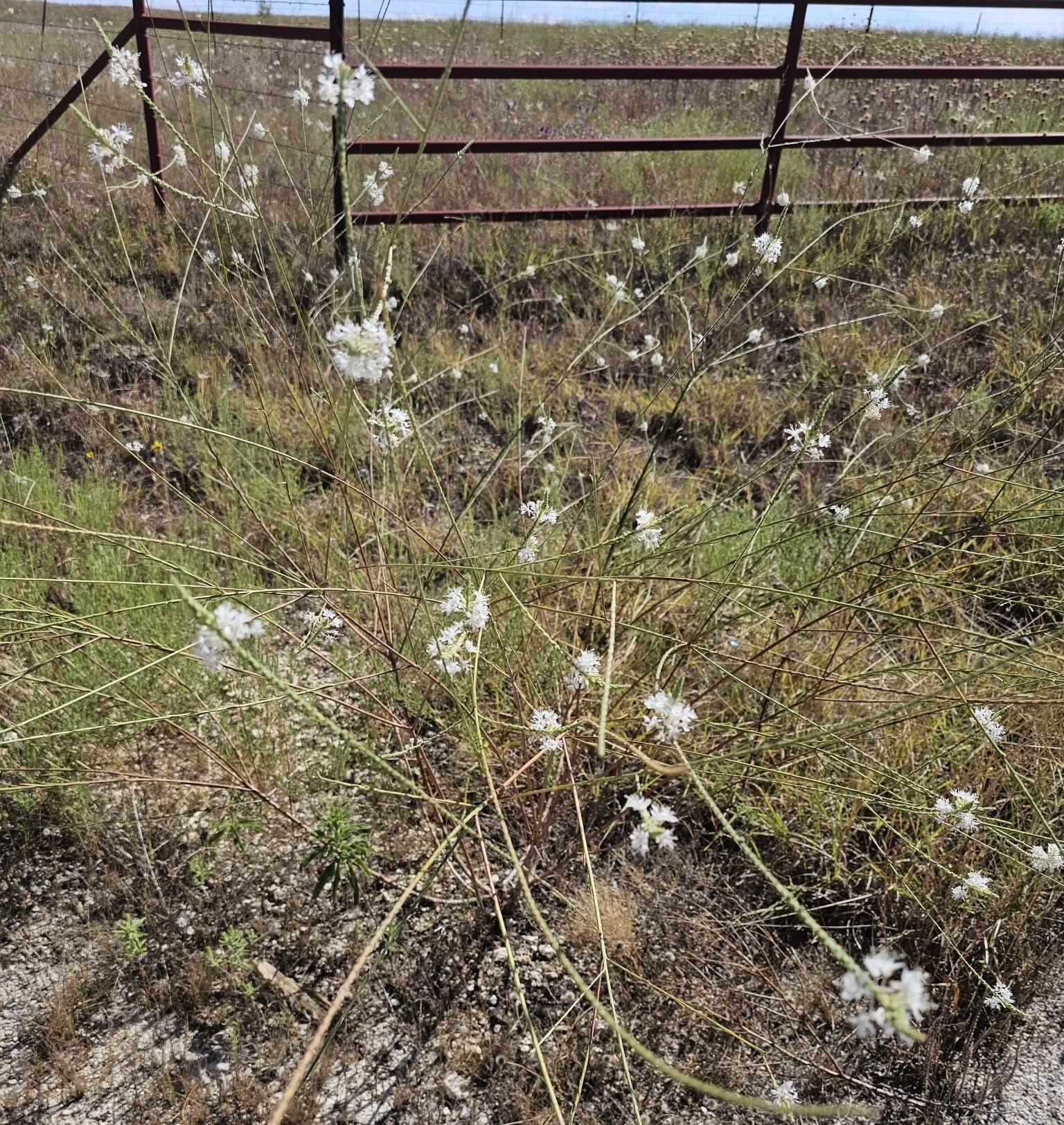 False Guara Rare Native Seeds (oenothera Glaucifolia) Evening Primrose ...