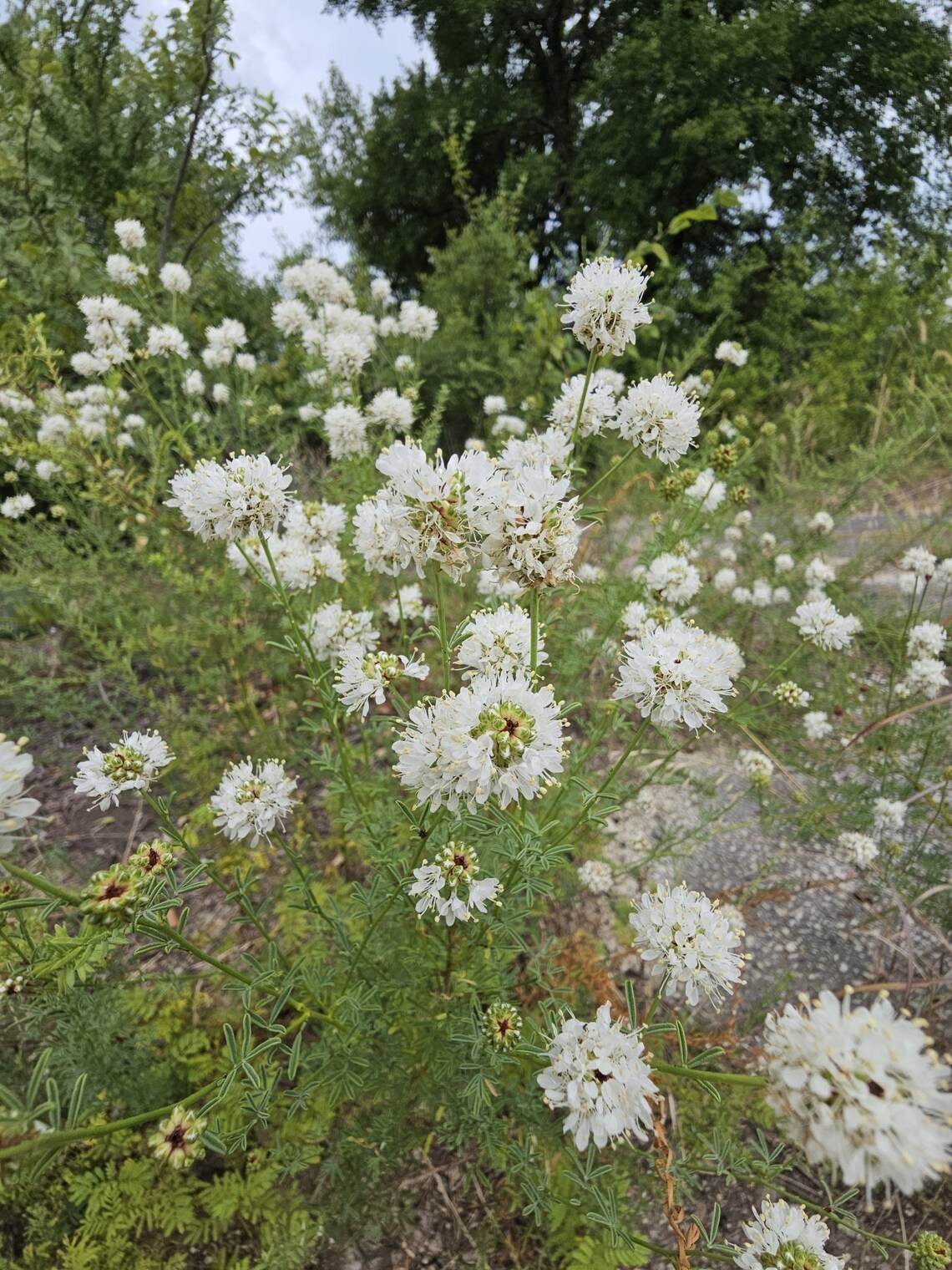 Roundhead Prairie Clover Seeds (dalea Multiflora) Drought Tolerant ...
