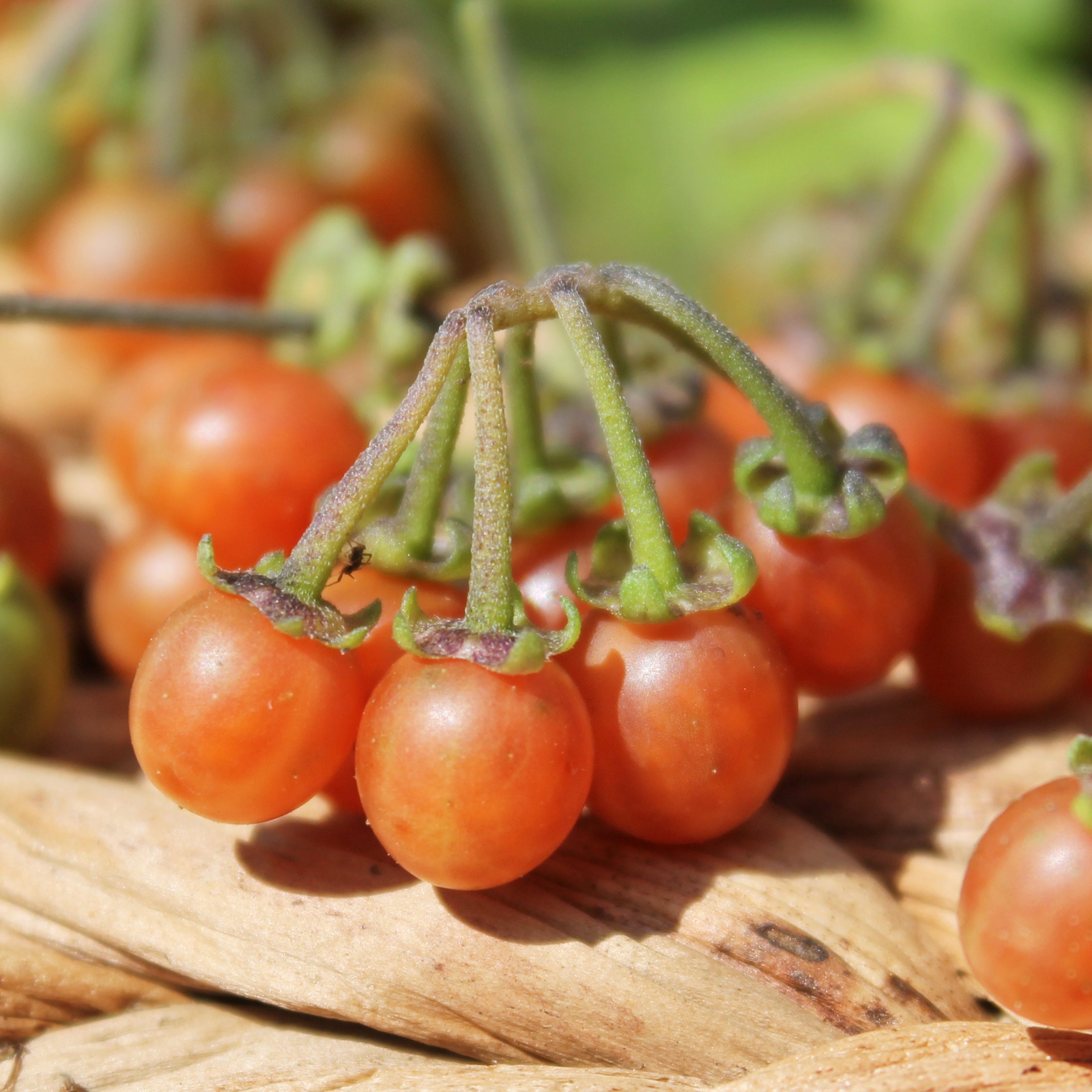 Otricoli Orange Berry Rare Seeds solanum Nigrum Rare - Etsy