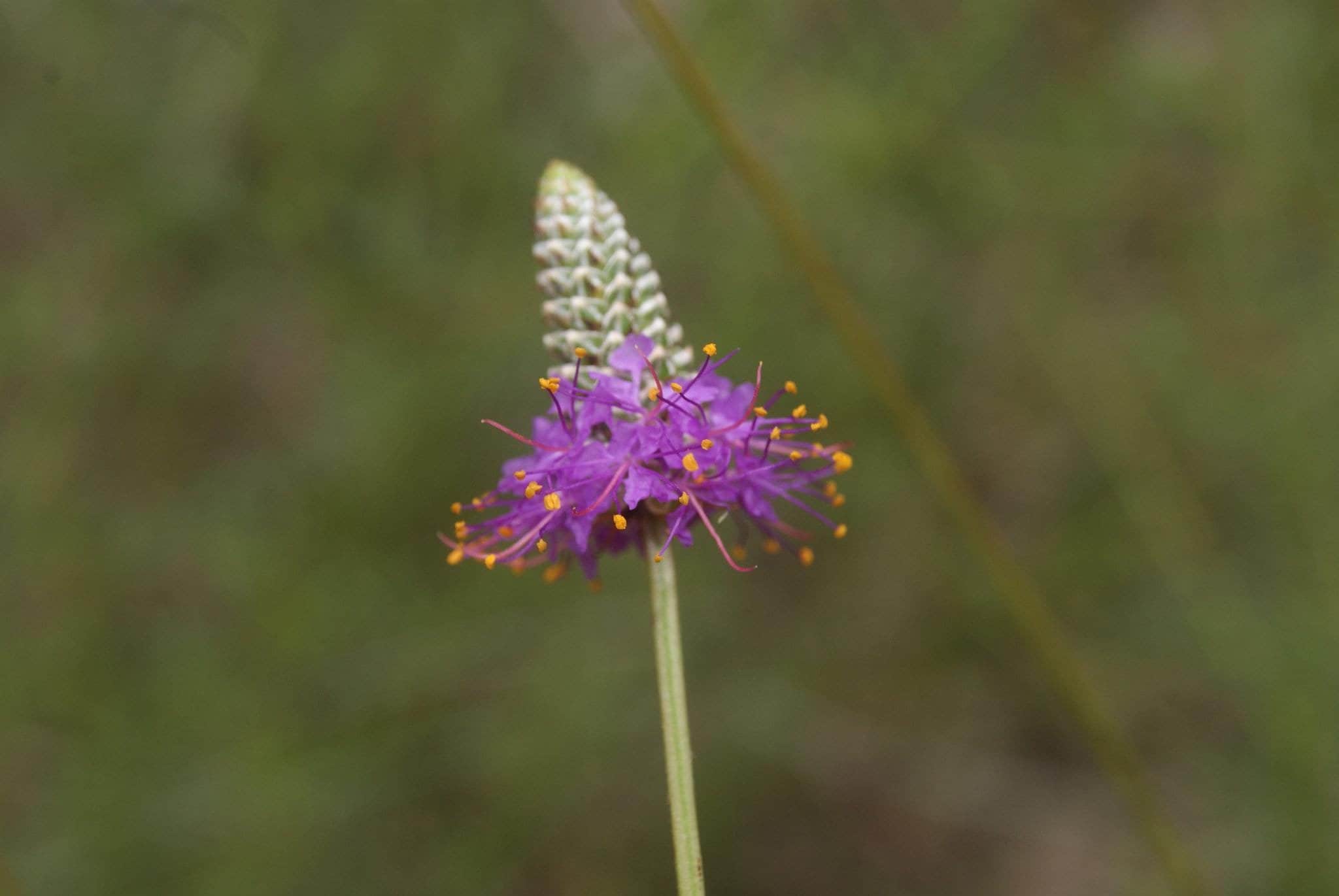 Slender Prairie Clover Rare Seeds - (dalea Tenuis) Drought Tolerant ...