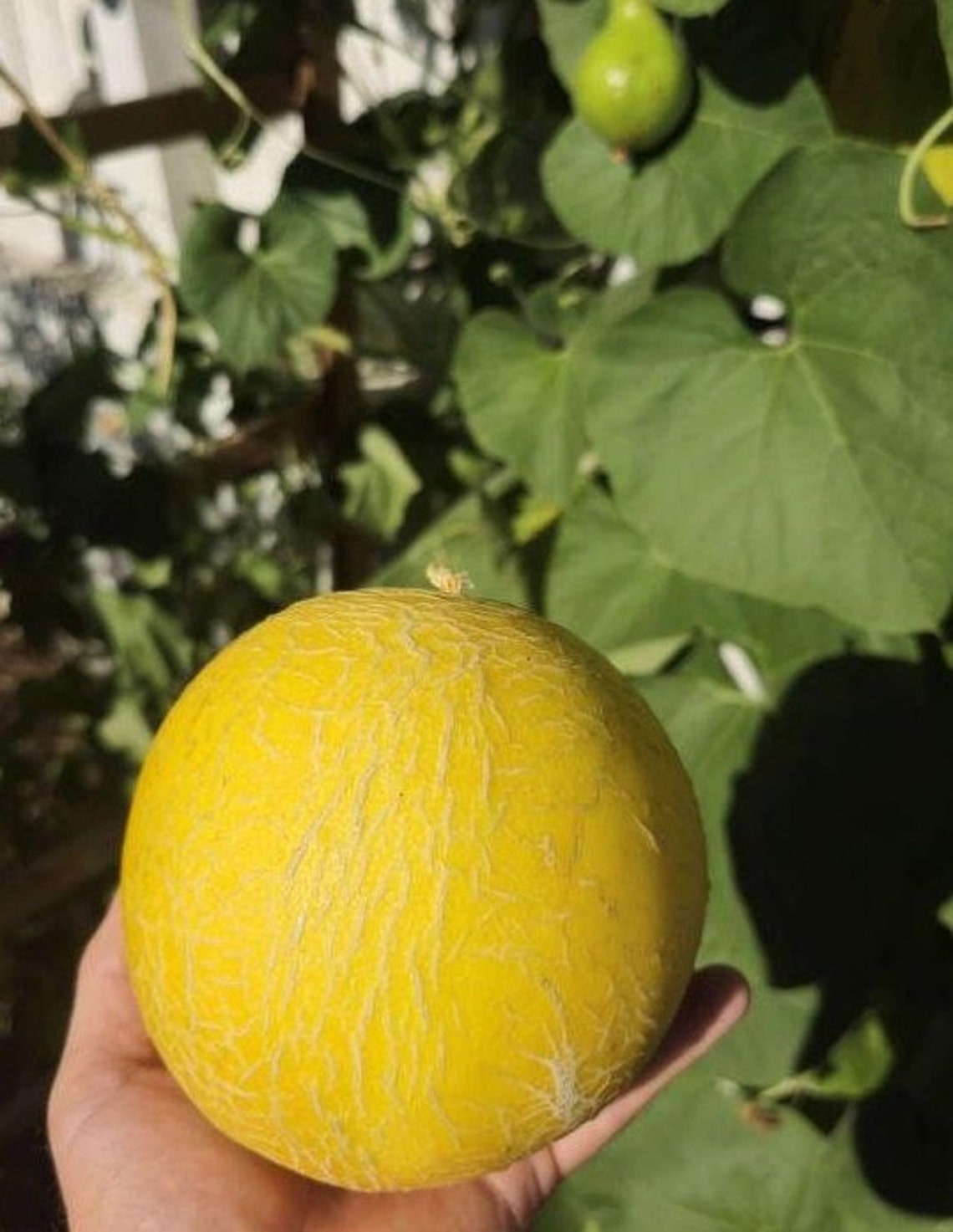 Gold 'diplomat' Personal Melon Rare Seeds Homestead Gardening Delicious ...