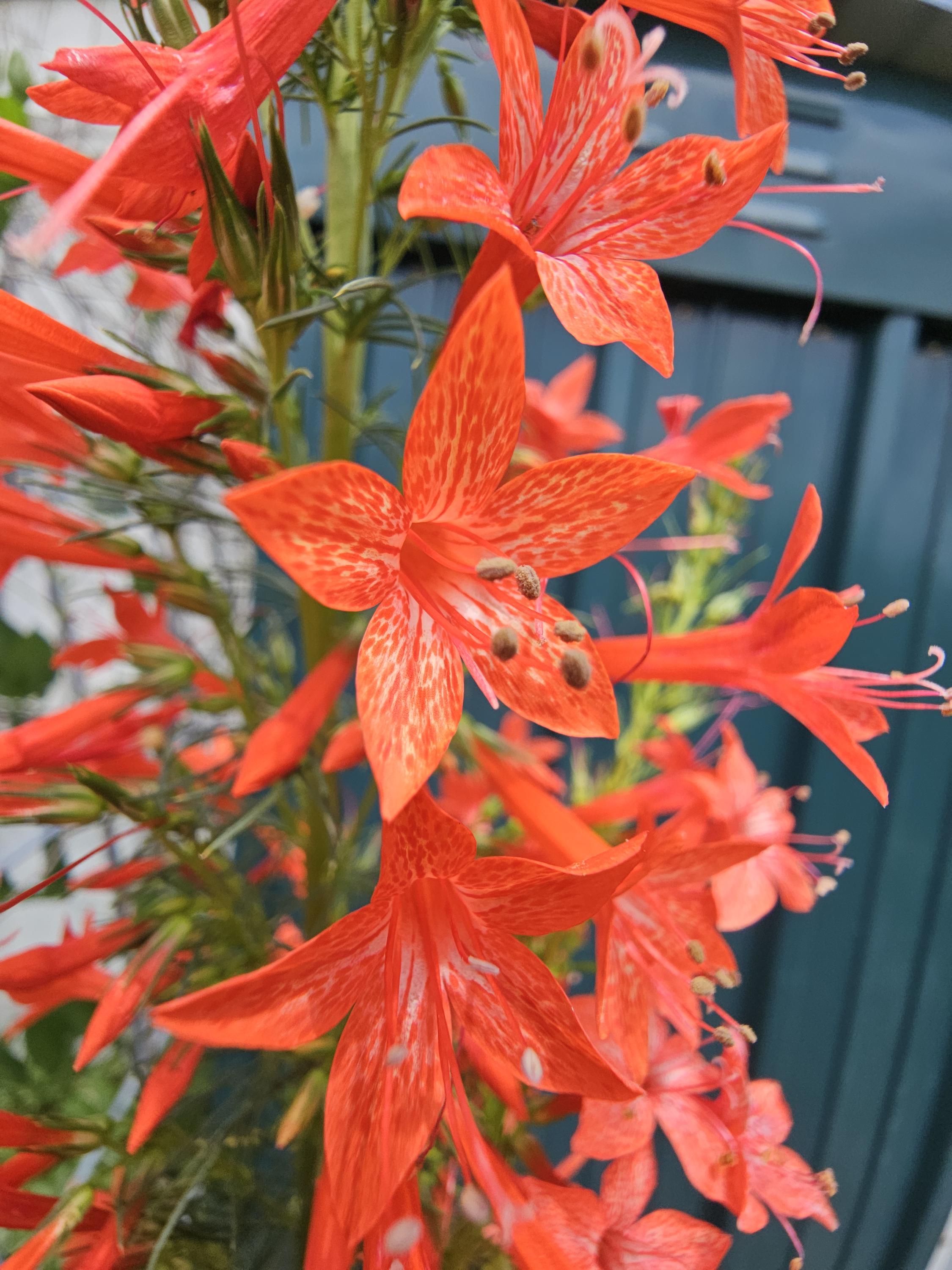 Standing Cypress Native Seeds (ipomopsis Rubra) - Texas Native Red ...