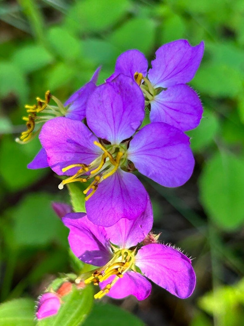 Meadow Beauty Native Seeds (rhexia Virginica) Native Wetland Wildflower ...