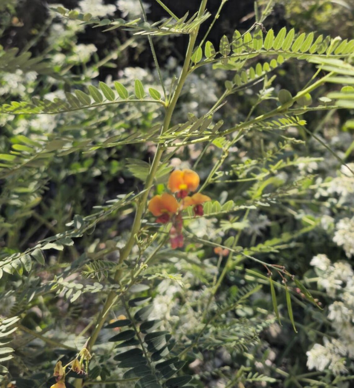 Bladderpod Native Seeds (sesbania Vesicaria) Riverhemp, Bagpod - Wet ...