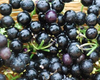 Wonderberry Seeds sunberry - Etsy