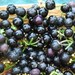 Wonderberry Rare Seeds (solanum Burbankii) Sunberry Blackberry, Unique ...