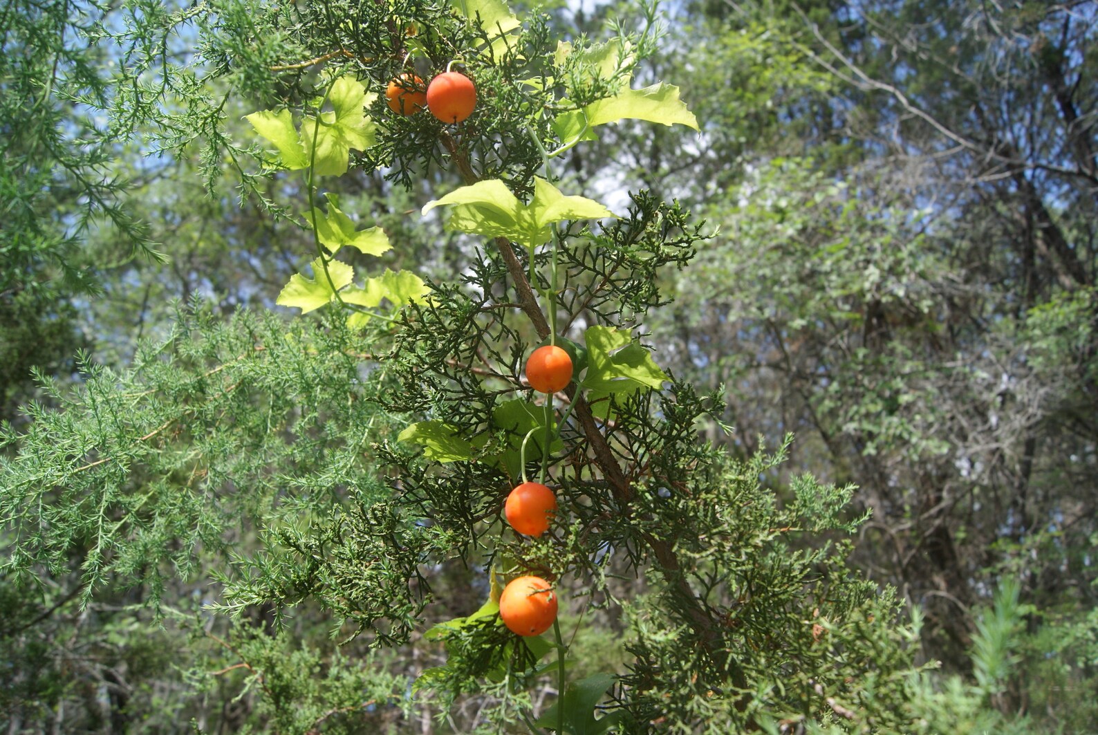 Ibervillea Lindheimeri Vine Rare Seeds - Snake Apple - Unique Texas ...