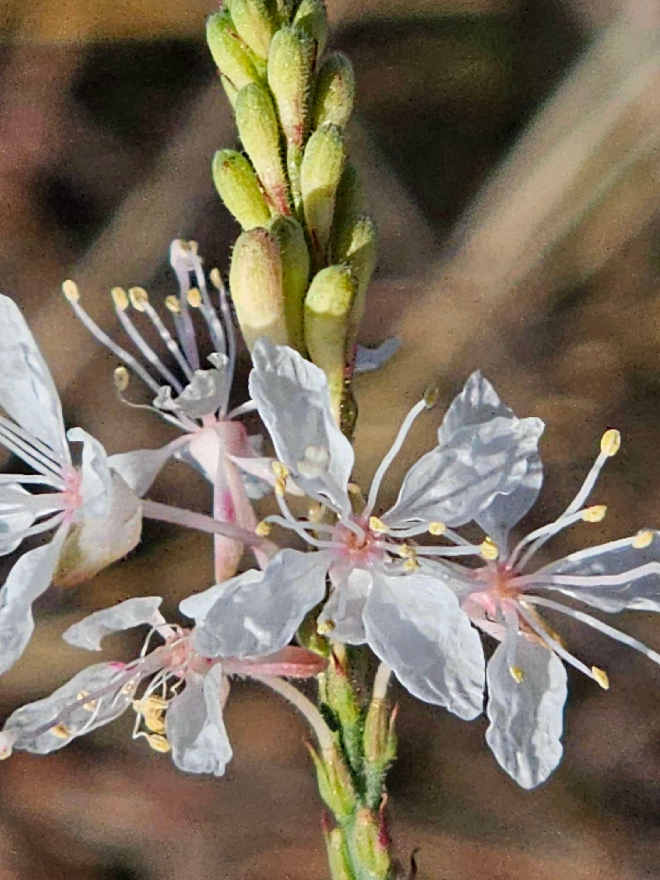 False Guara Rare Native Seeds (oenothera Glaucifolia) Evening Primrose ...