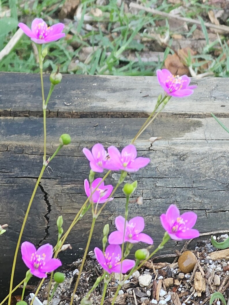 Prairie Fame Flower Rare Seeds - Phemeranthus Rugospermum - Rare ...