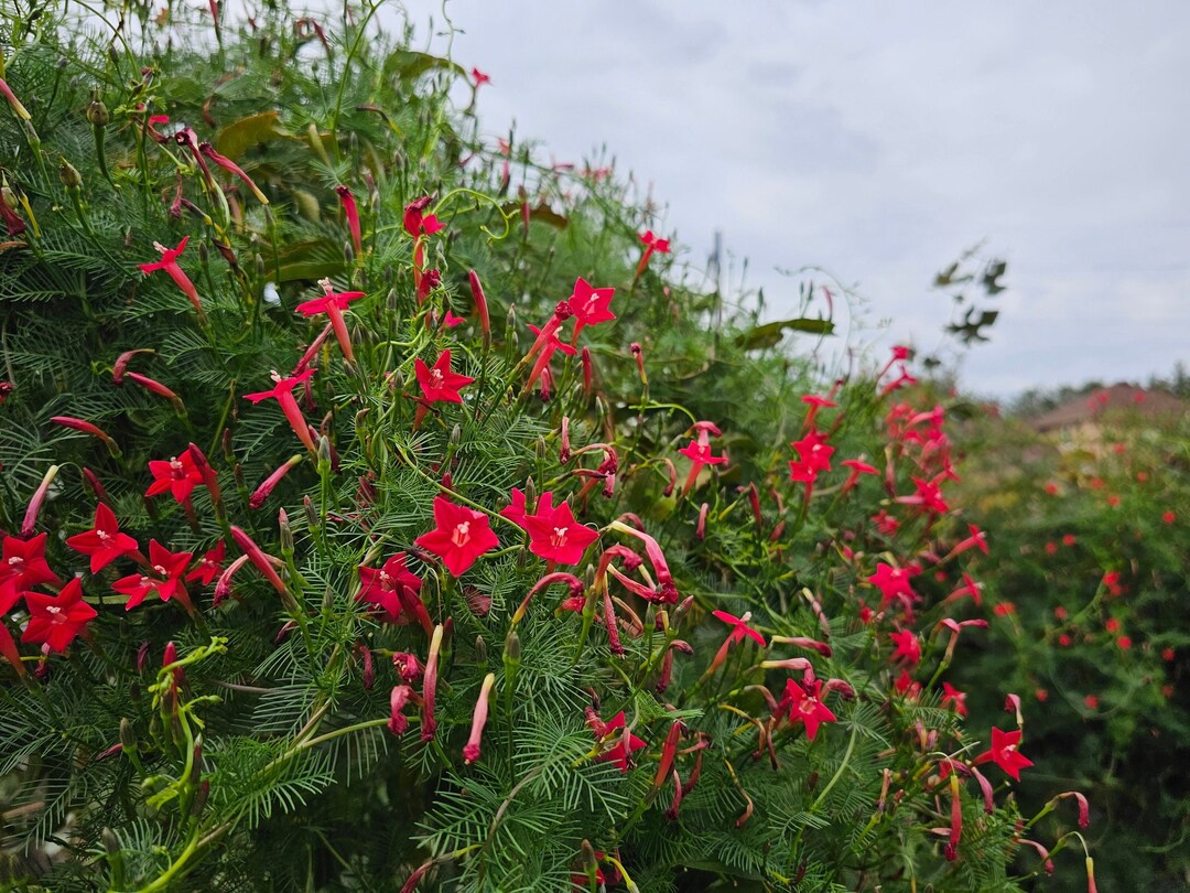 Rare Red Cypress Vine Live Plant, Maiden's Feather | Cardinal Creeper ...