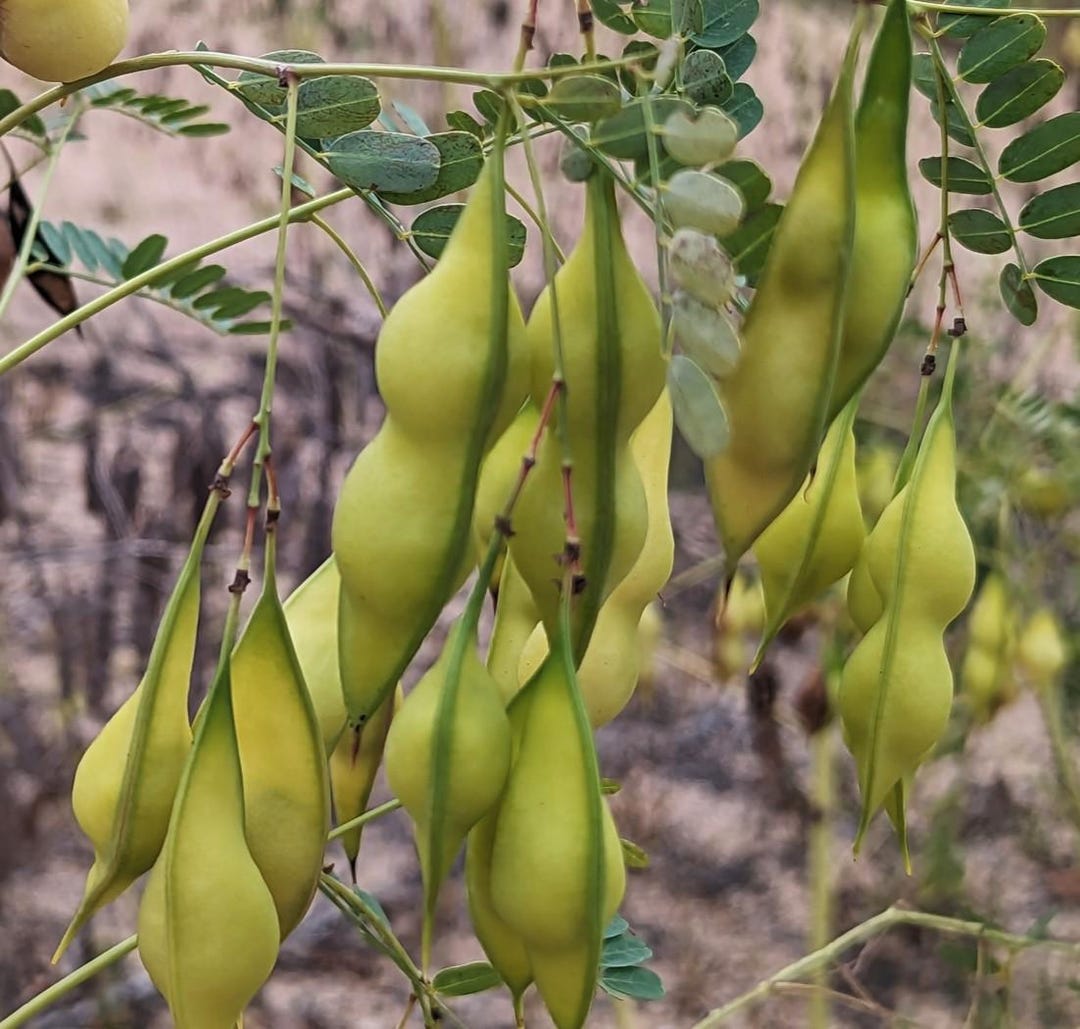 Bladderpod Native Seeds (sesbania Vesicaria) Riverhemp, Bagpod - Wet ...