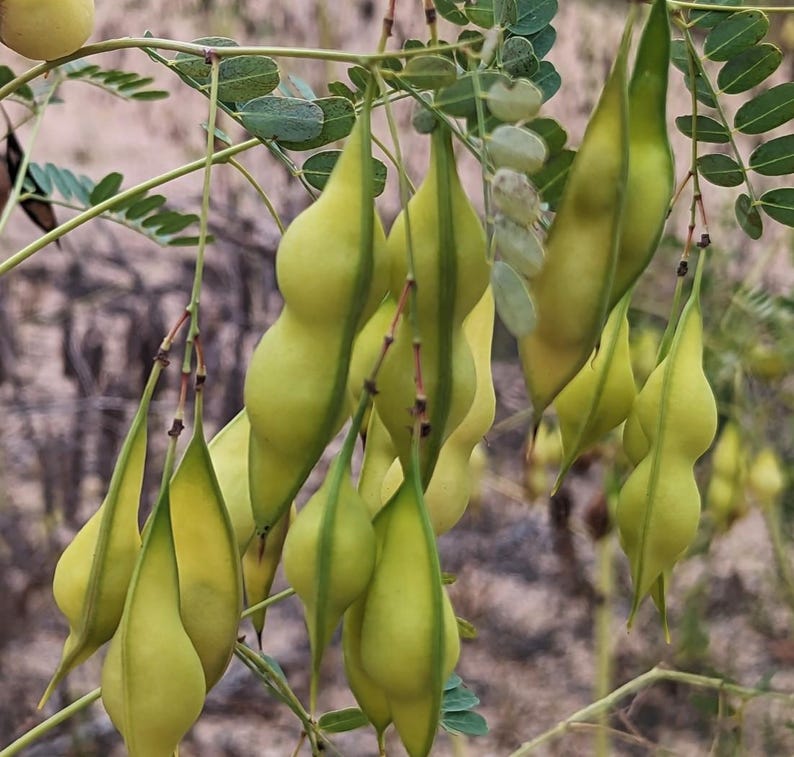 Bladderpod Native Seeds (sesbania Vesicaria) Riverhemp, Bagpod - Wet ...