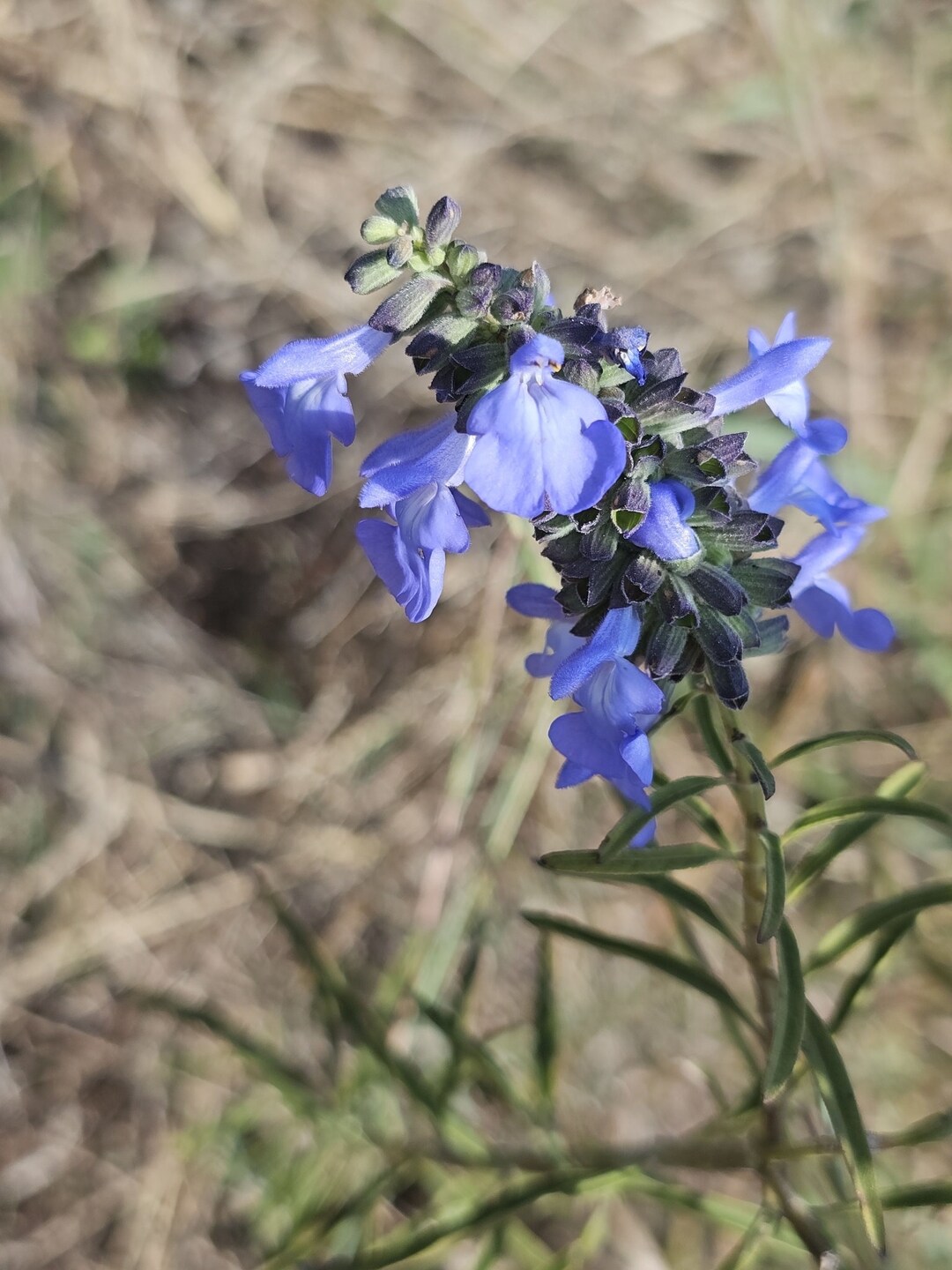 Giant Blue Sage Native Seeds | Salvia Azurea | Pitcher Sage, Sky Blue ...