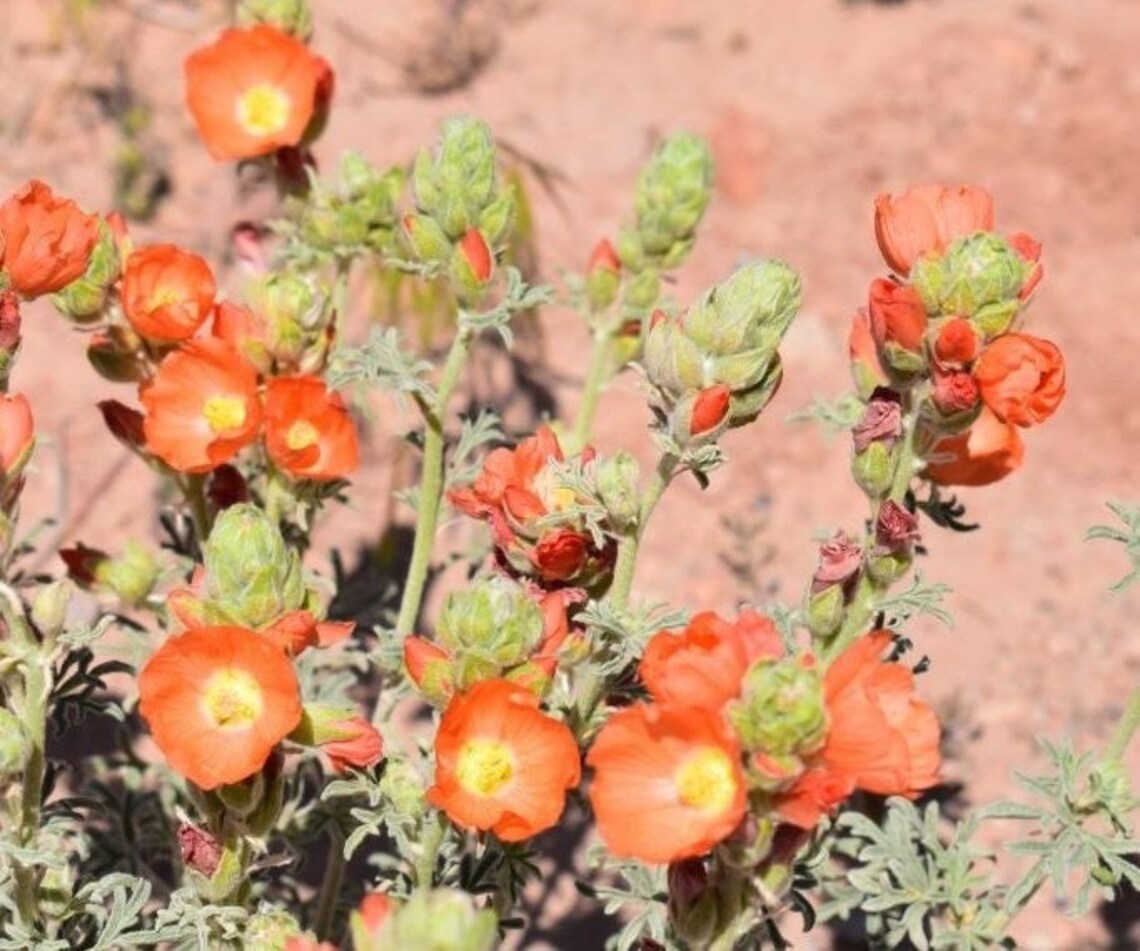 Apricot Desert Globemallow Seeds | Drought Tolerant Xeriscape Hibiscus ...
