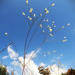 False Guara Rare Native Seeds (oenothera Glaucifolia) Evening Primrose ...