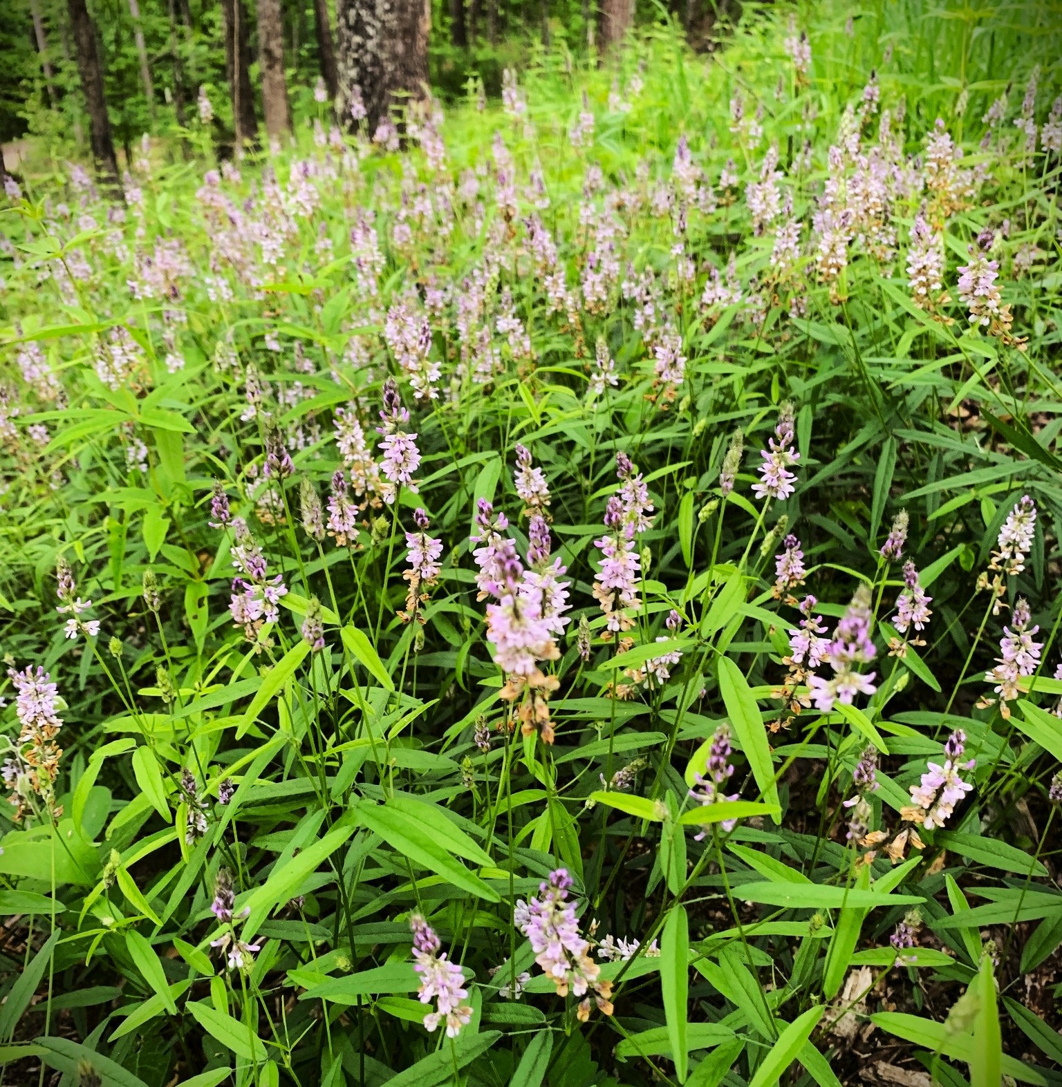 Sampson's Snakeroot 10 Rare Seeds Orbexilum Pedunculatum Pollinator ...