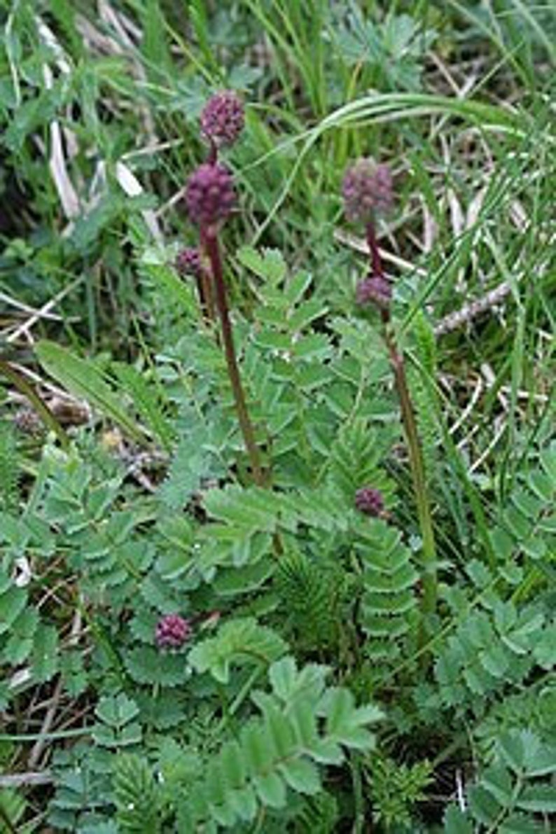Sanguisorba Burnet Seeds, Perennial Greens Small Burnet Hardy Herb ...