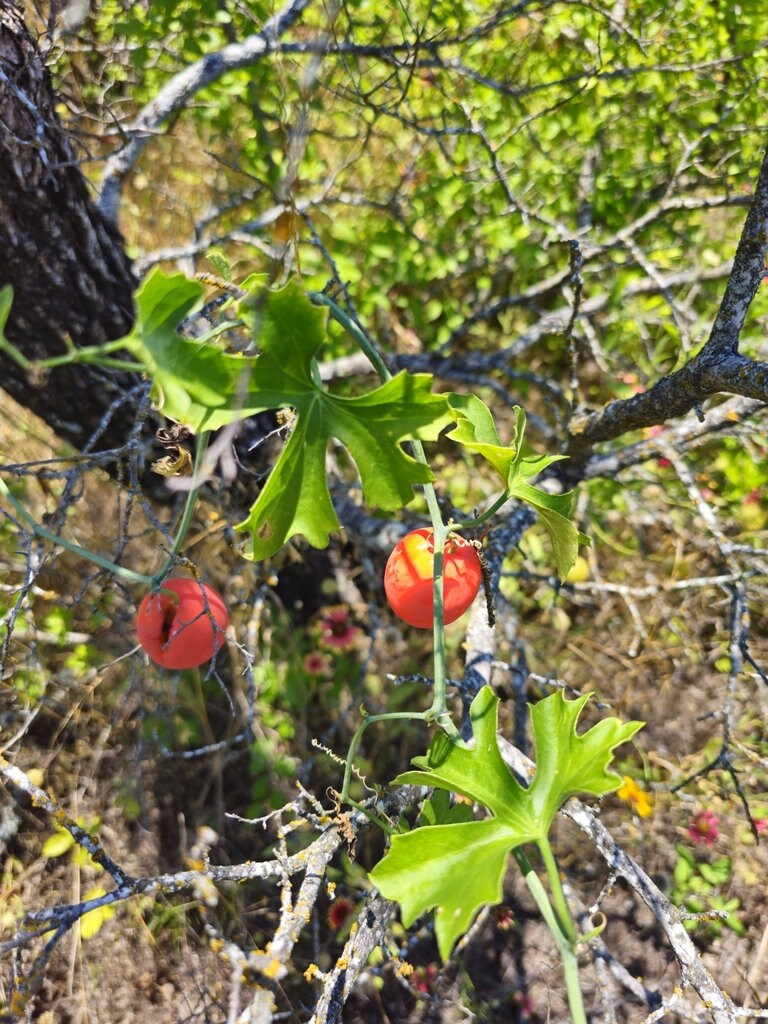 Ibervillea Lindheimeri Vine Rare Seeds - Snake Apple - Unique Texas ...