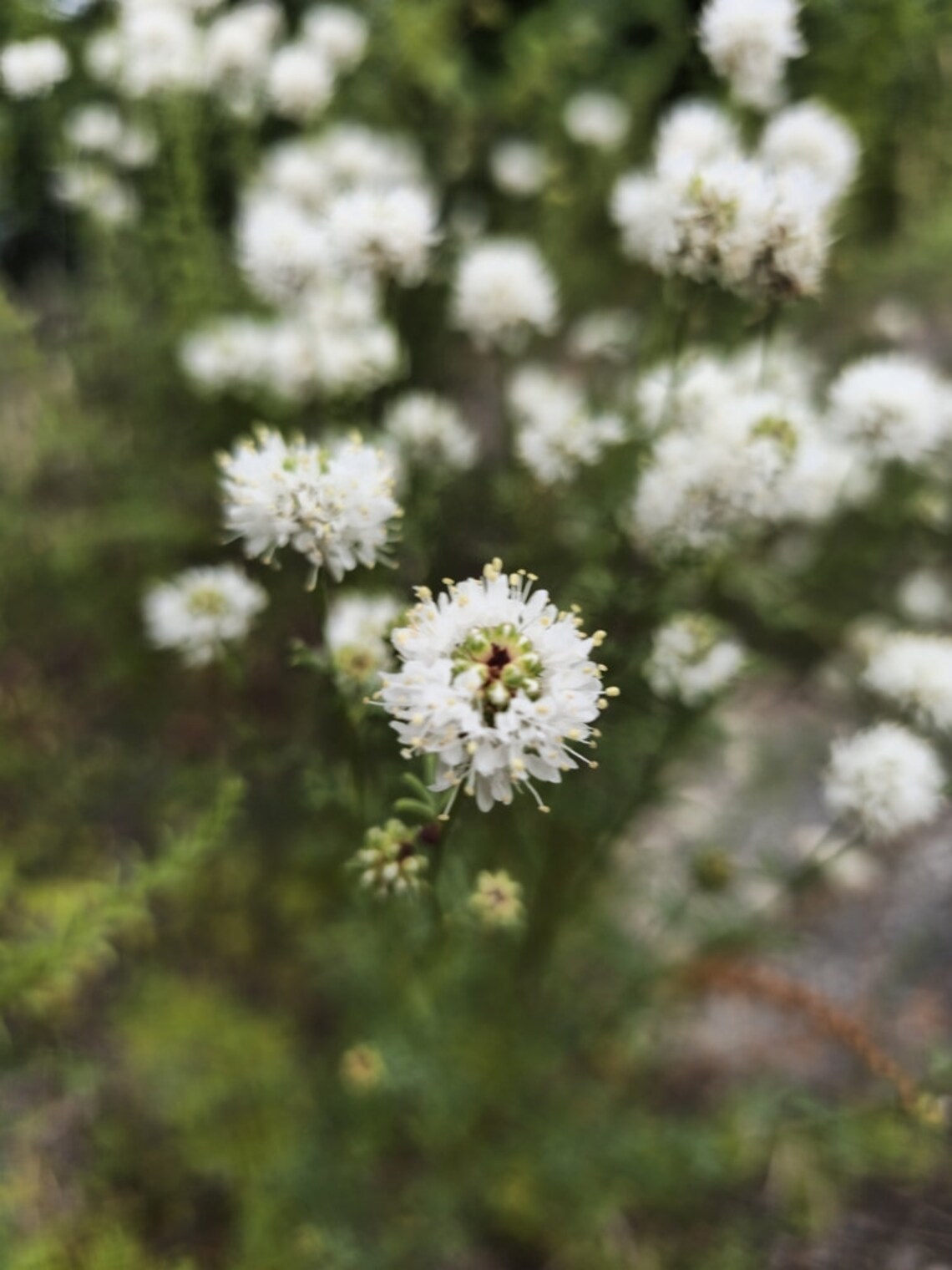 Roundhead Prairie Clover Seeds (dalea Multiflora) Drought Tolerant ...