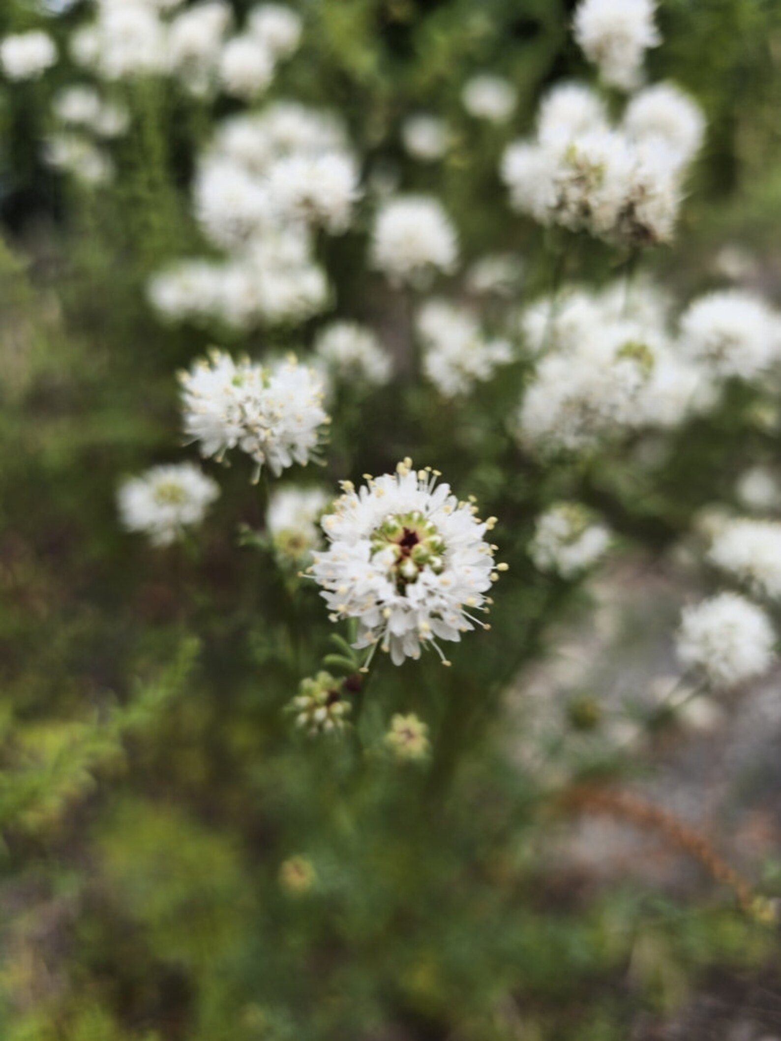 Roundhead Prairie Clover Seeds - (dalea Multiflora) Drought Tolerant ...