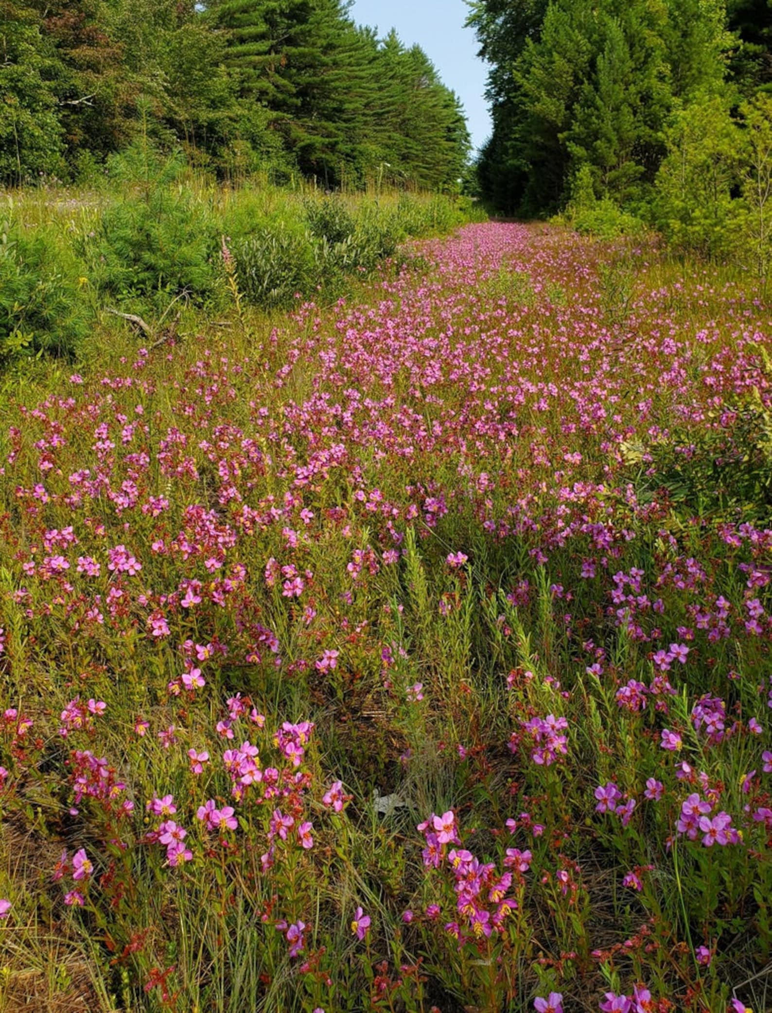 Meadow Beauty Rare Seeds (rhexia Virginica) Handsome-harry, Virginia ...