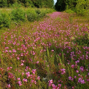 Meadow Beauty Seeds, Rhexia Virginica, Native Wetland Wildflower - Etsy