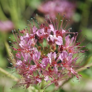 Native Red-whisker Clammyweed Rare Seeds (polanisia Dodecandra ...