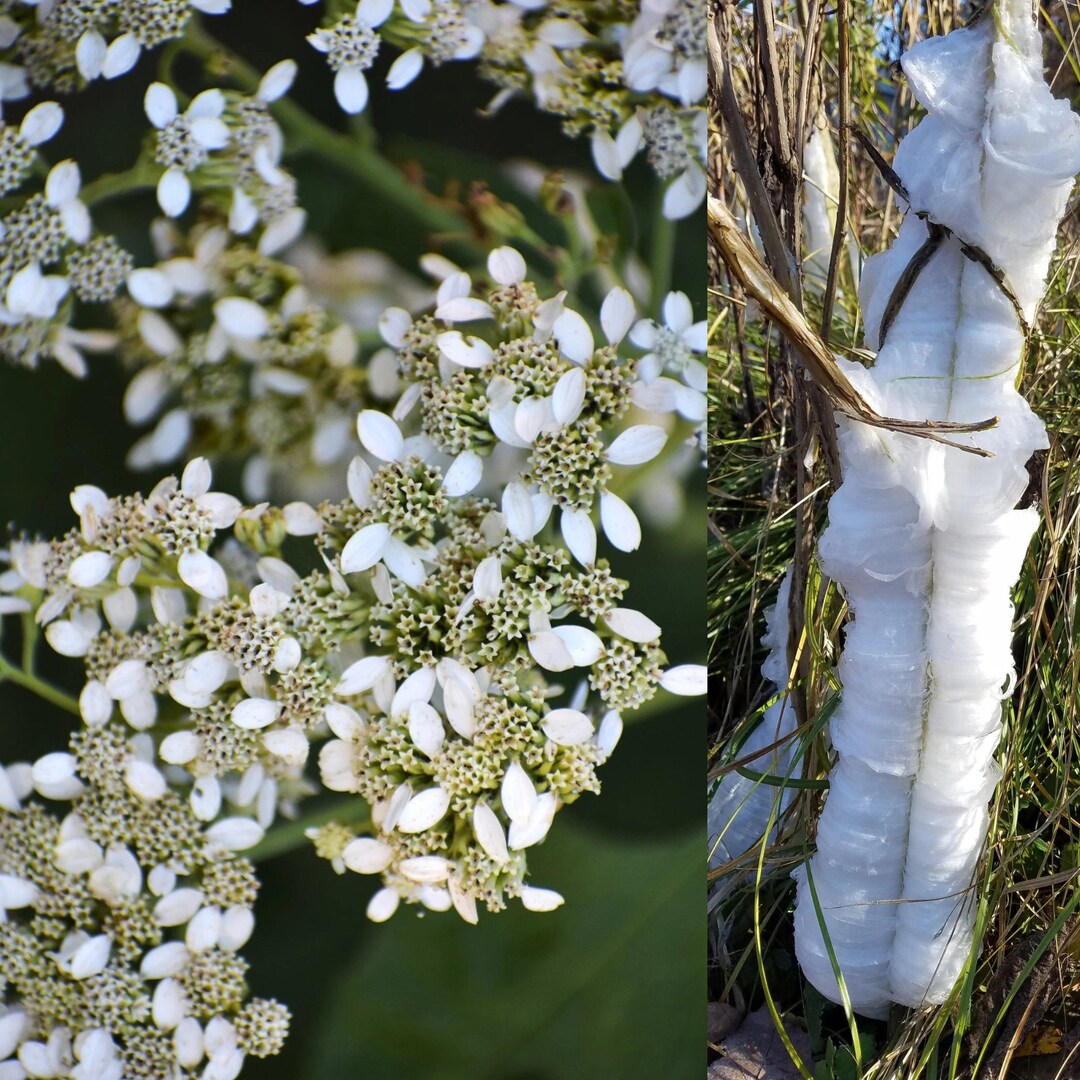 Native Frostweed 30 Seeds UNIQUE Ice Stems Verbesina Virginica, White ...