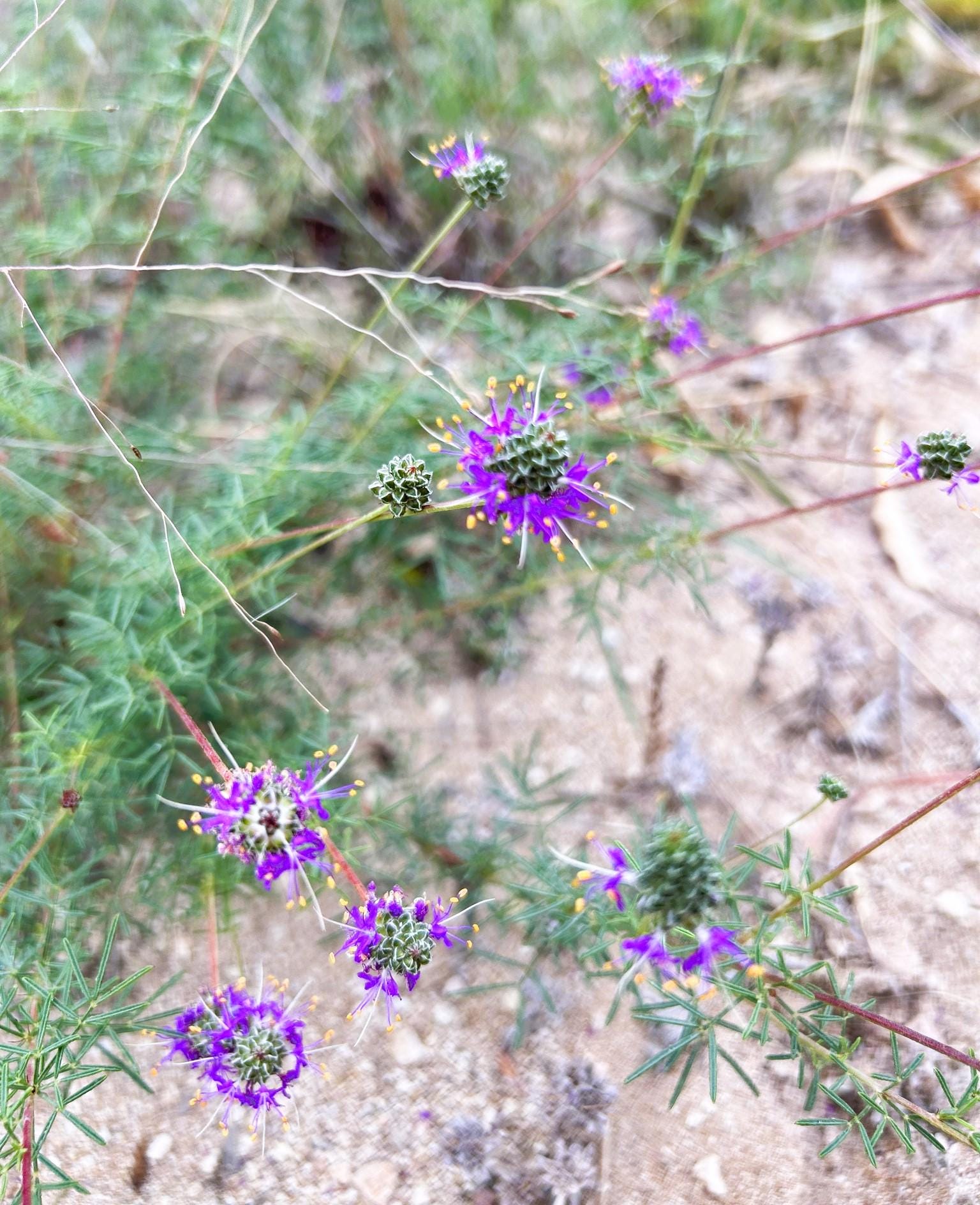 Slender Prairie Clover Seeds (dalea Tenuis) Rare Texas Native, Drought ...
