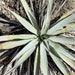 Texas Blue Yucca Seeds (yucca Pallida) Native Endemic Pale Yucca, Pale ...