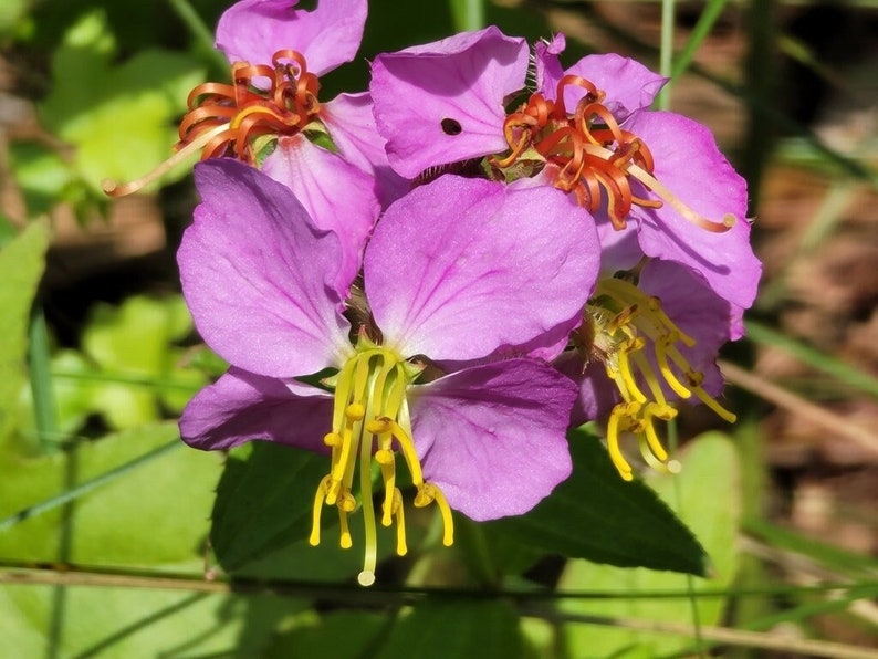 Meadow Beauty Native Seeds (rhexia Virginica) Native Wetland Wildflower ...